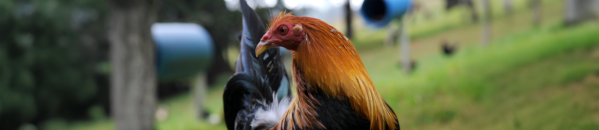 Inicio - Gallos